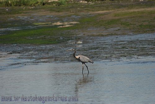 [:en]Bird Great Blue Heron[:es]Ave Garzón Azulado[:] - Bird Watching ...