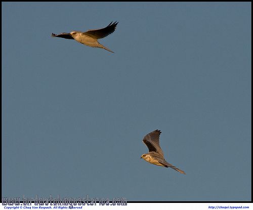 [:en]Bird White-tailed Kite[:es]Ave Gavilán Bailarín[:] - Bird Watching ...