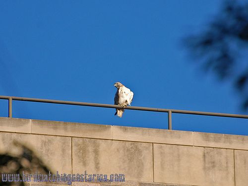 [:en]Bird Red-tailed Hawk[:es]Ave Gavilán Colirrojo[:] - Bird Watching ...
