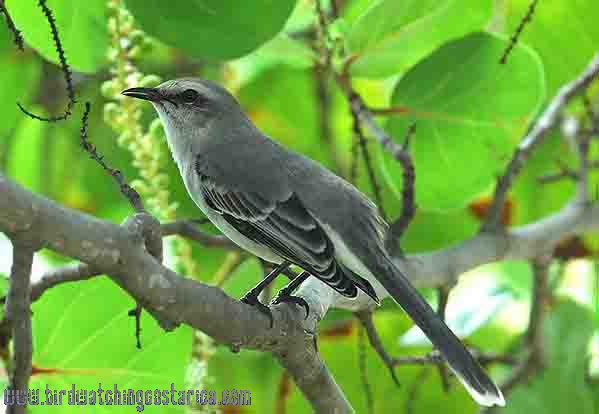 [:en]Bird Tropical Mockingbird[:es]Ave Sinsonte Tropical[:] - Bird ...