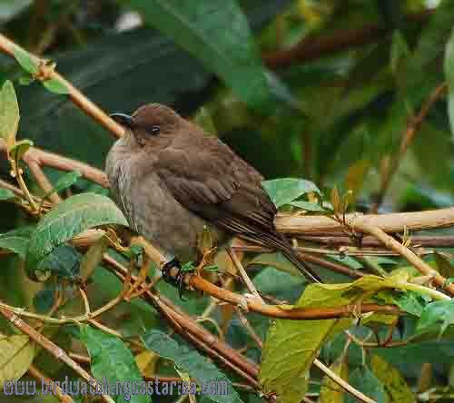 [:en]Bird Mountain Robin[:es]Ave Mirlo Montañero[:] - Bird Watching ...